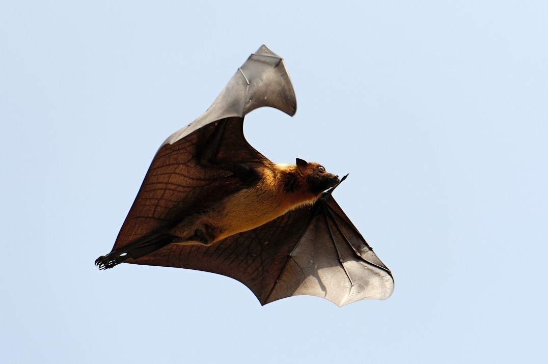 Bat Removal and Exclusion In NJ and PA With E&G Pest Solutions - E&G ...