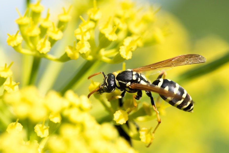 Wasp Control - E&G Exterminators