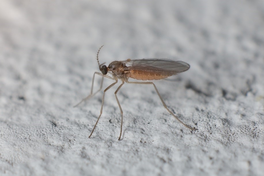 Fungus Gnat Information - E&G Exterminators