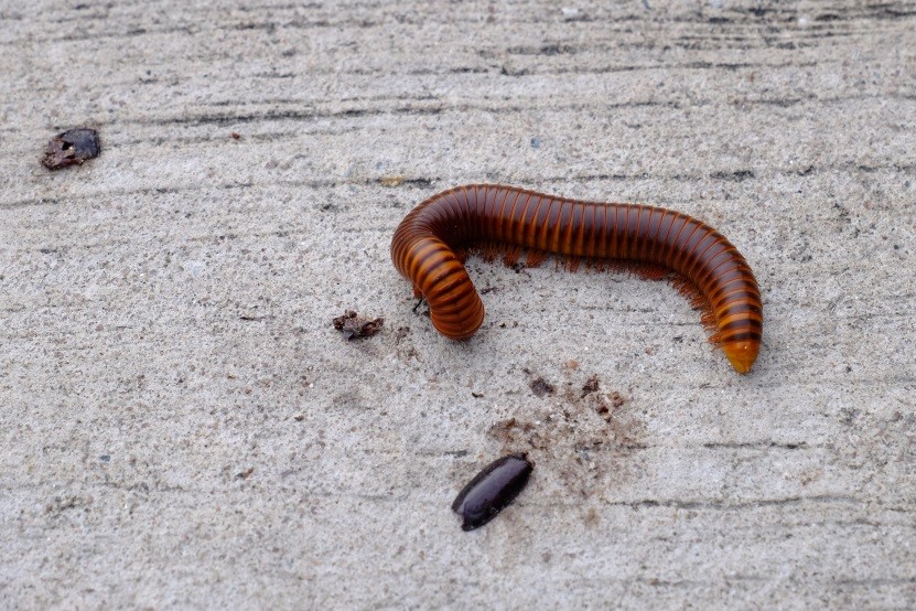 Millipedes - E&G Exterminators