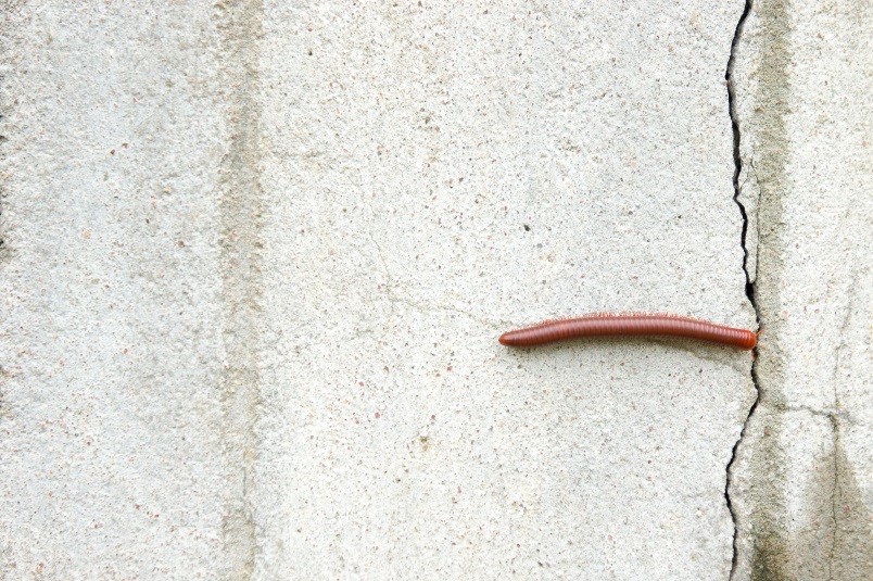 Millipedes - E&G Exterminators