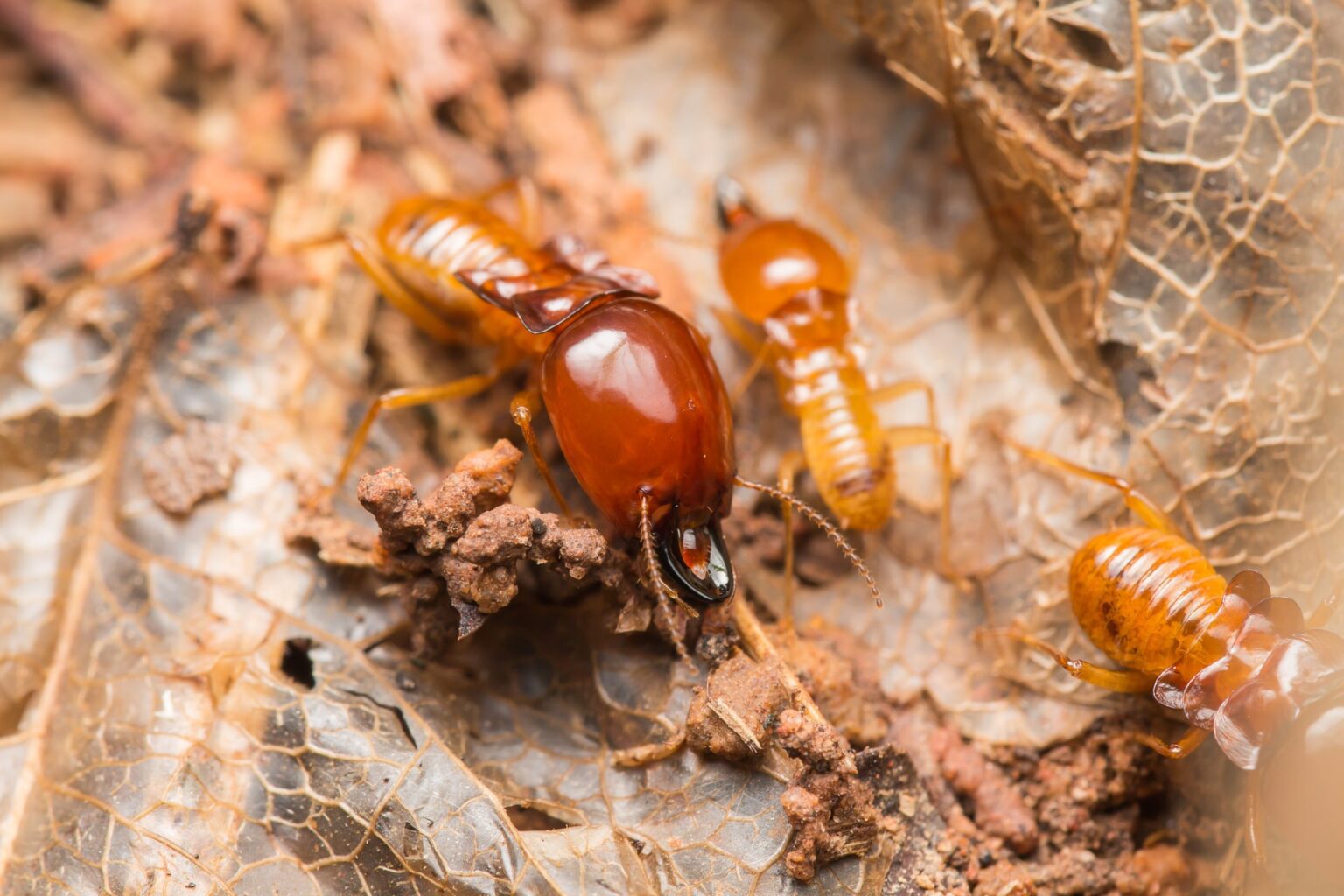What to Expect from a Professional Termite Inspection - E&G Exterminators