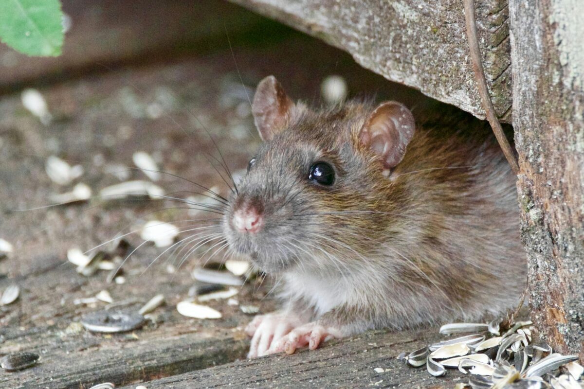 How Fast Can Mice Infestations Spread? - E&G Exterminators