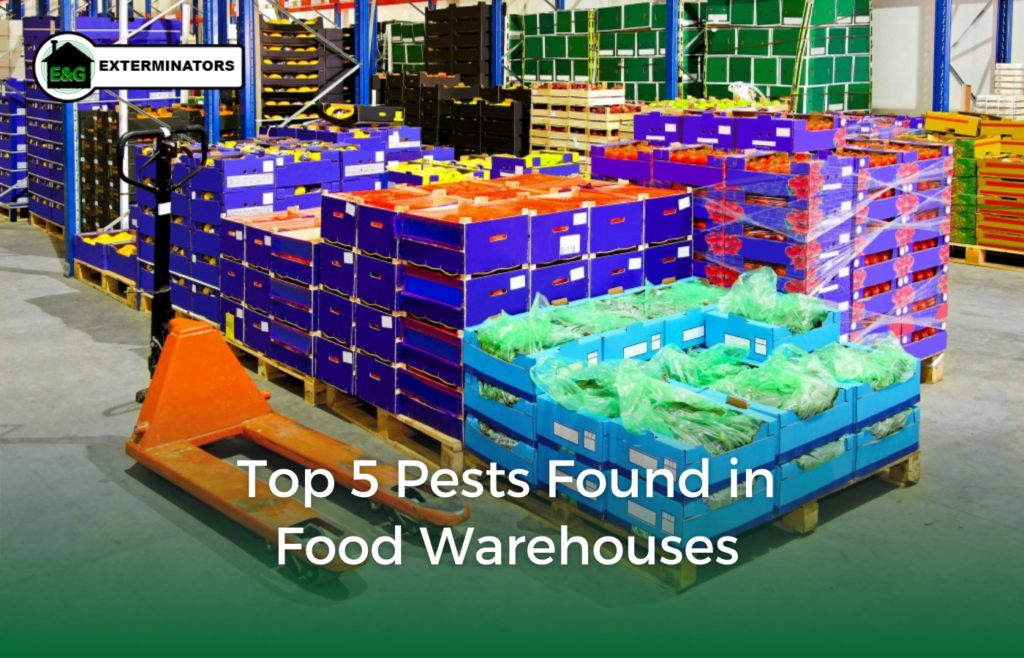 Top 5 Pests Found in Food Warehouses - E&G Exterminators