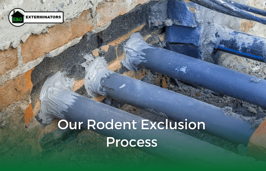 Our Rodent Exclusion Process - E&G Exterminators